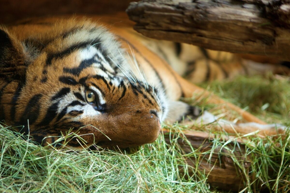 SAN DIEGO + ZOO TOUR – usaviptours.com